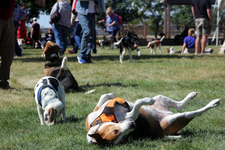 Coming Soon! Beaglefest – PetPhenom