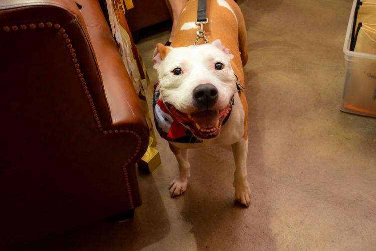 Midwest Pet Event: The Sneaker Ball - A Live Like Roo Dog Prom – PetPhenom