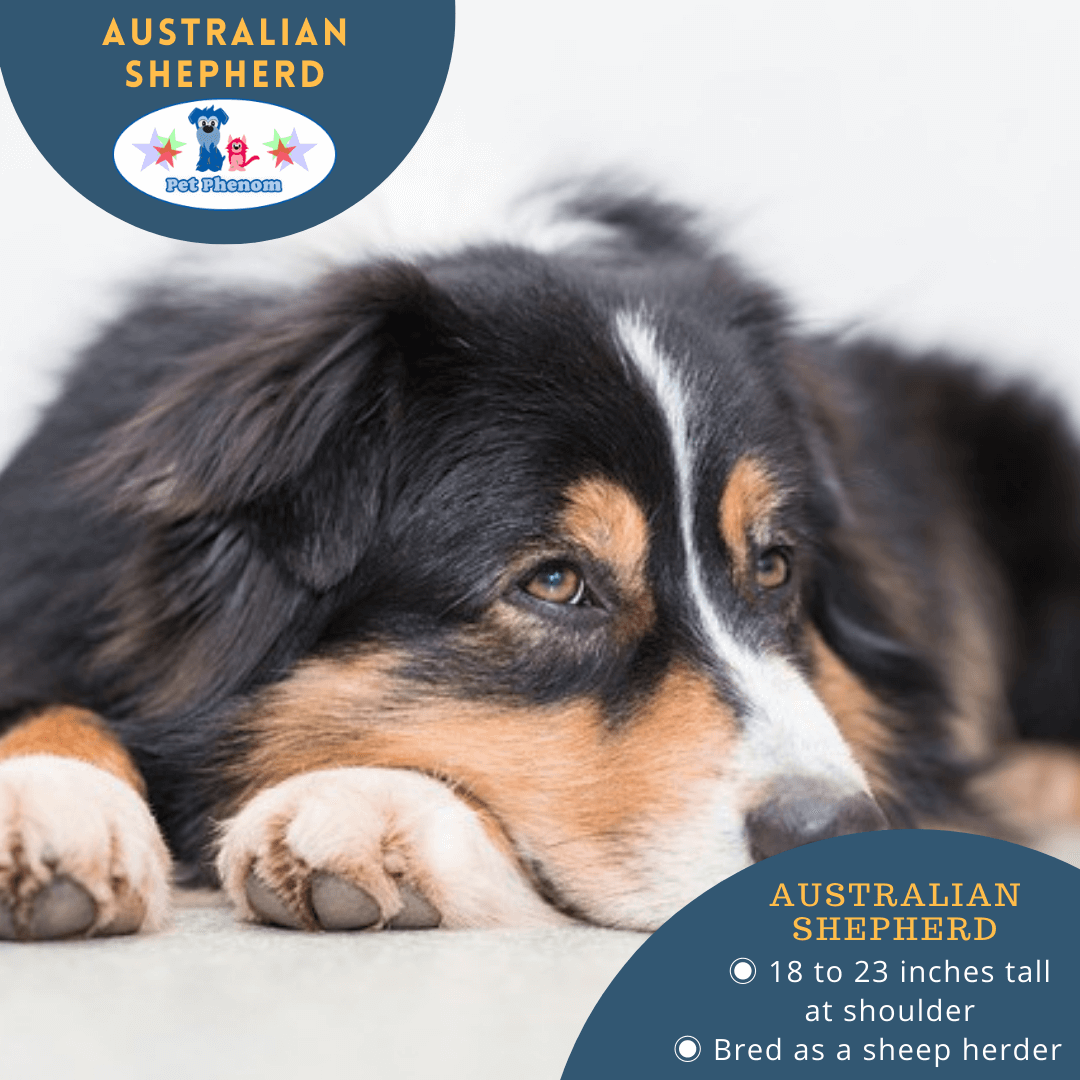 Australian Shepherd: A Dog with Many Names – PetPhenom
