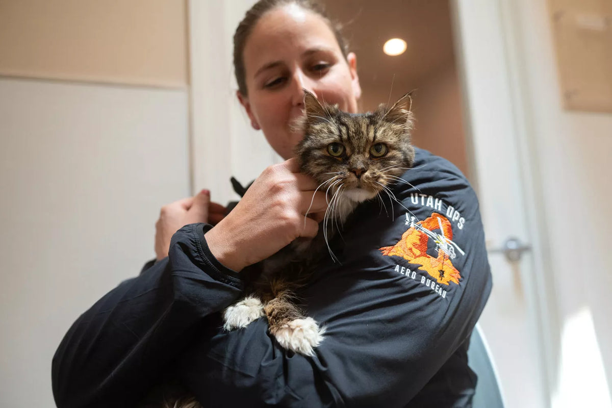 Cat Who Survived the 380-Foot Fall that Killed ... – PetPhenom