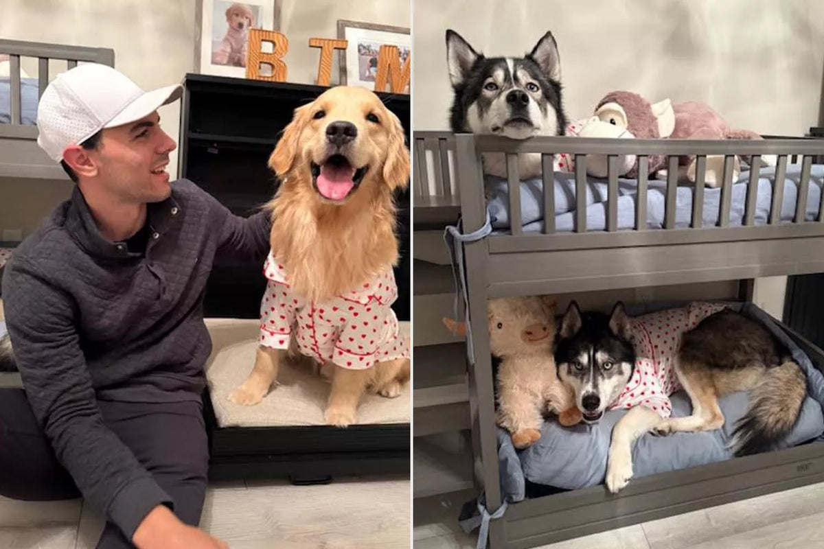 Couple Shares Viral Nighttime Routine for Their Dogs — and Receives Ba ...