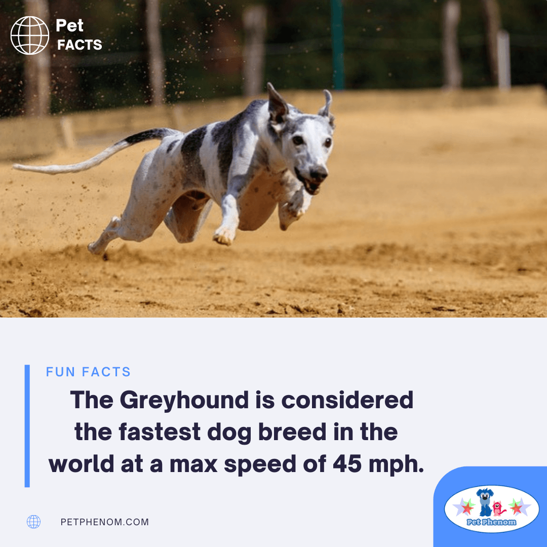 The Top 5 Fastest Dog Breeds – PetPhenom
