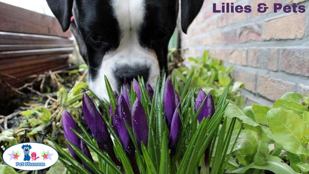 Spring Plants and Flowers That Can Harm Your Pets: Know the Dangers ...