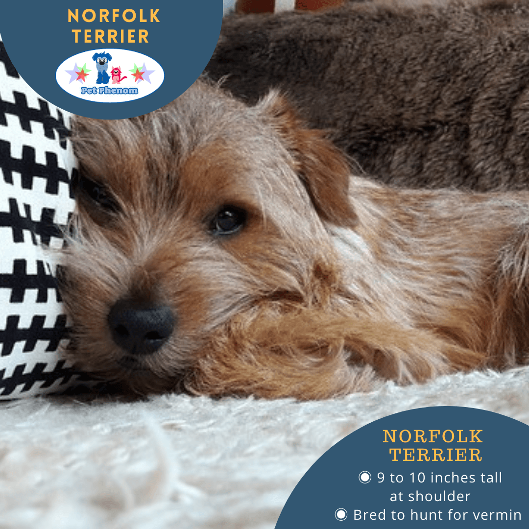 Norfolk Terrier: The "Perfect (but Cute) Demon" – PetPhenom