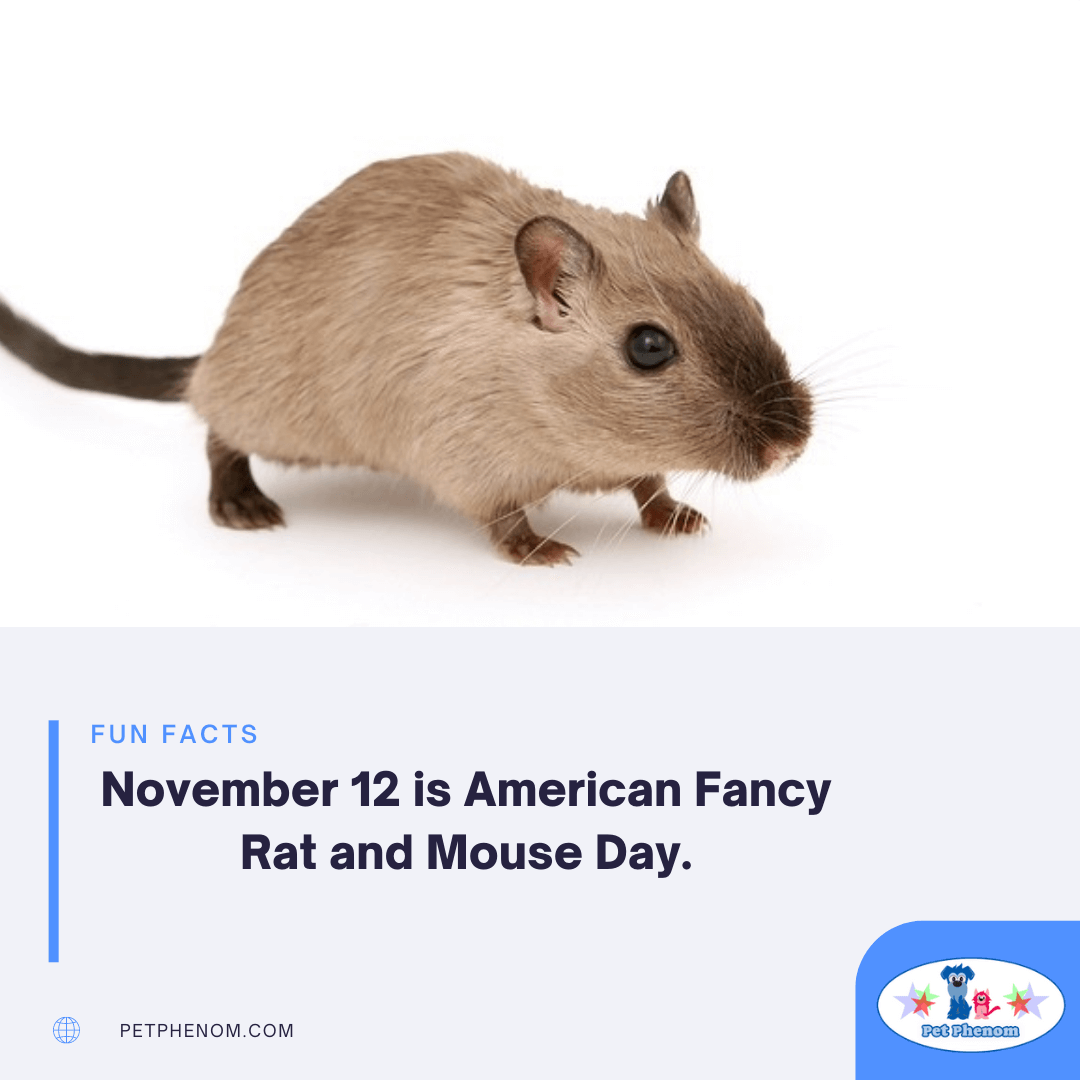 November 12 is American Fancy Rat and Mouse Day – PetPhenom