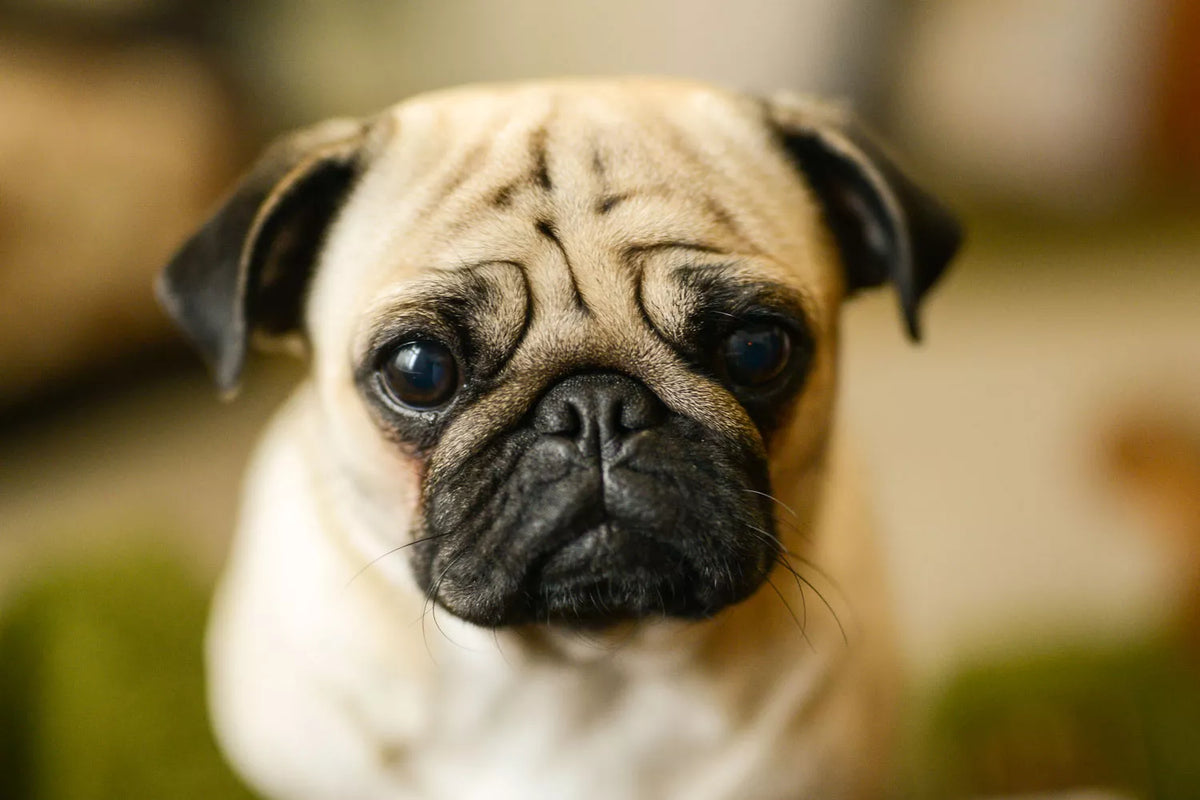 Pug That Wanted a Pup Cup Has a Hilarious Reaction When Drive-Thru Is ...