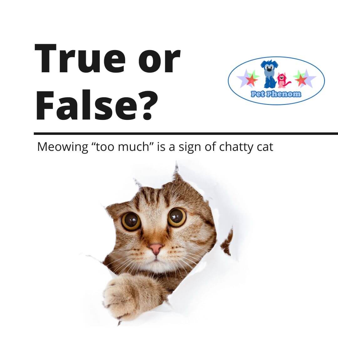 True or False: Meowing “too much” is a sign of chatty cat – PetPhenom